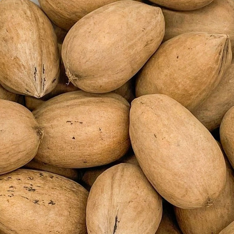 Inshell Pecans- Medium Shell [Desirable] – ellisbrospecans